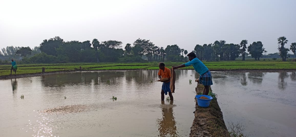 How TraceX helped Srinergy Farms in Paddy Value Chain Digitization