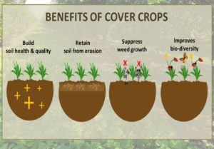 Cover Crops for Sustainable Agriculture - Blockchain for Food Safety ...