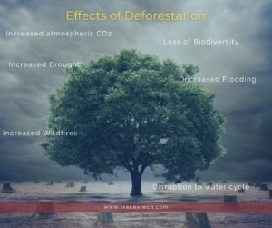 Causes of Deforestation: Understanding the Global Environmental Crisis