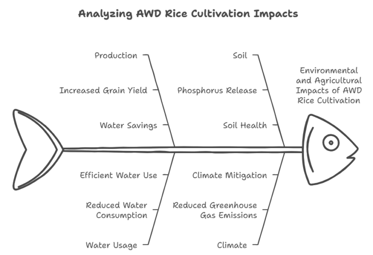 AWD Rice Cultivation: Climate-Resilient Farming for the Future