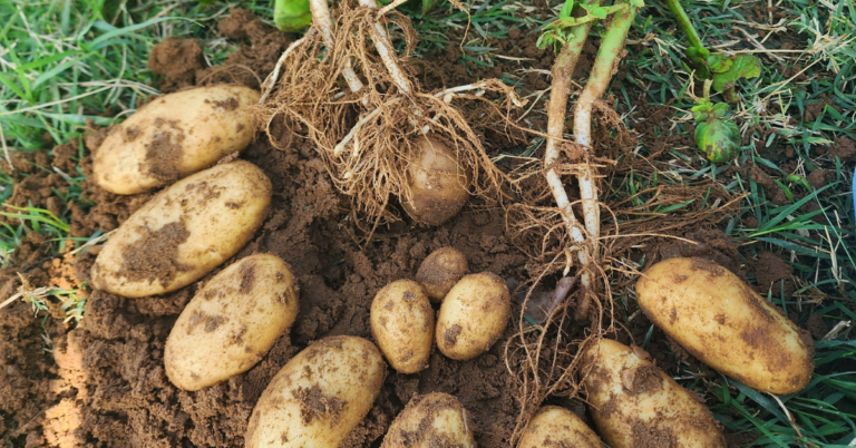 End-to-End Potato Supply Chain Traceability | Mc Patel Foods