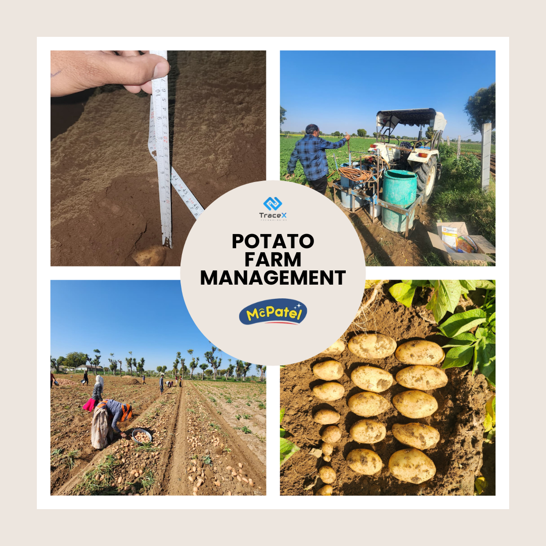 End-to-End Potato Supply Chain Traceability | Mc Patel Foods