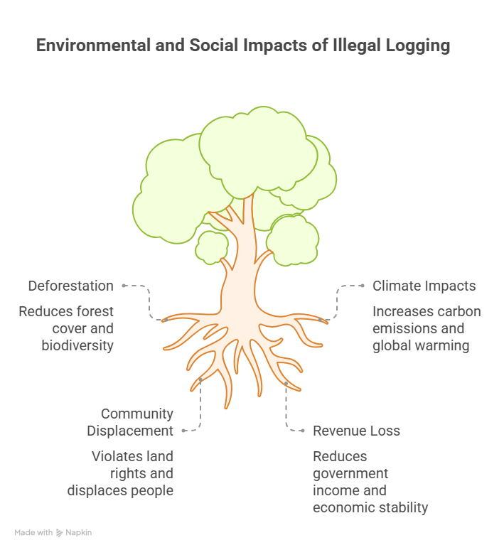 Illegal Logging in the Timber Industry: Risks, Regulations & Compliance