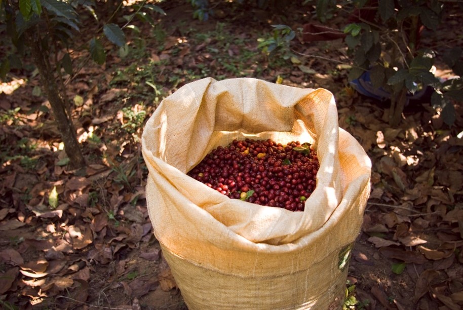 EUDR Deforestation Risk Assessment for Coffee Supply Chain in Ethiopia